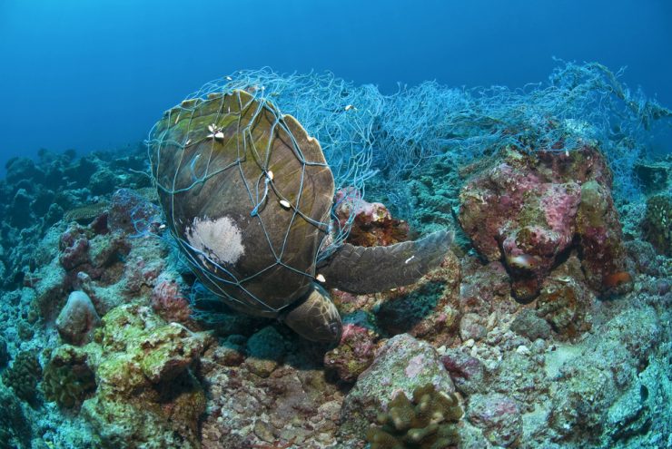 How Humans Impact the Ocean & How We Can Help - American Oceans