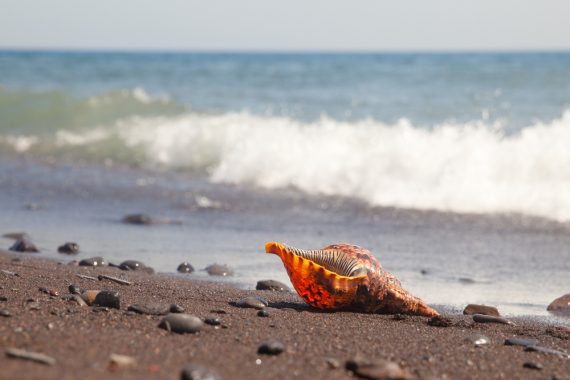 Giant Triton Facts & Information Guide - American Oceans