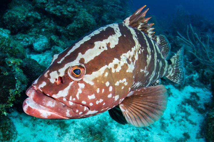 5 Most Common Caribbean Fish Species