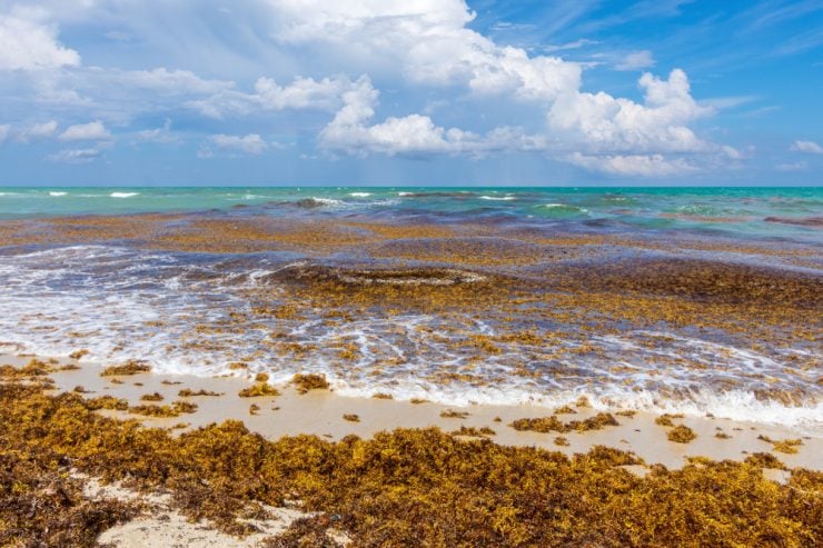 A Guide to the Sargasso Sea - American Oceans