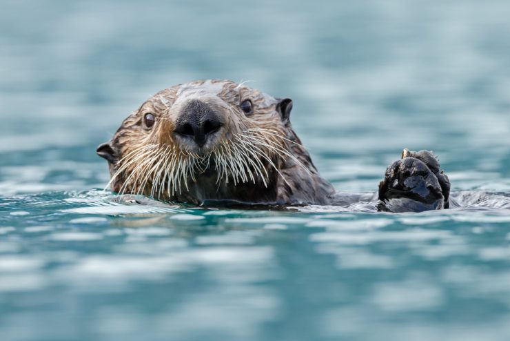 Different Types of Otters