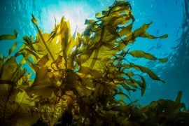 What is Seaweed? Everything You Need to Know - American Oceans