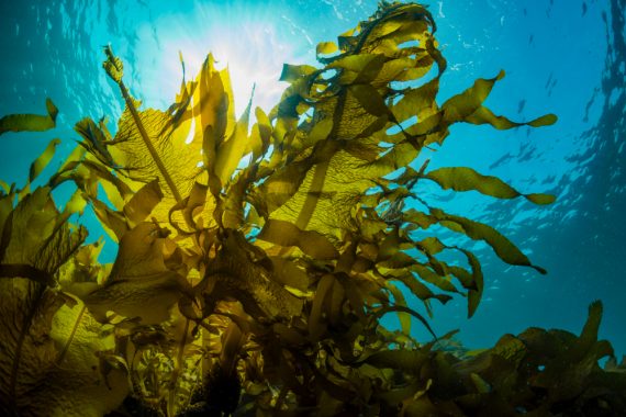 Algae vs Seaweed: What is the Difference?