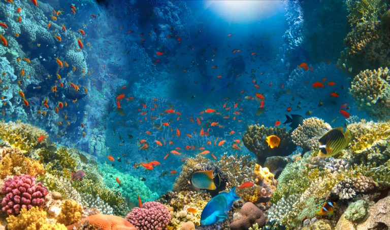 Can You Eat Coral?