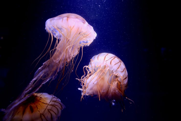 What Do Jellyfish Eat & How Do They Do It? - American Oceans