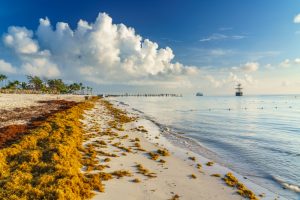 A Guide to the Sargasso Sea - American Oceans