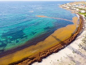 A Guide to the Sargasso Sea - American Oceans