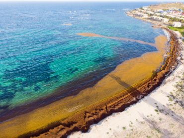 A Guide to the Sargasso Sea - American Oceans