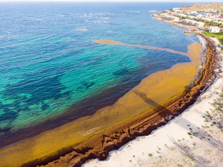 The Different Types of Ocean Plants