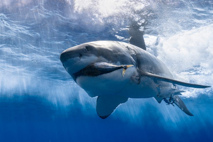 Shark Brain Anatomy and Function