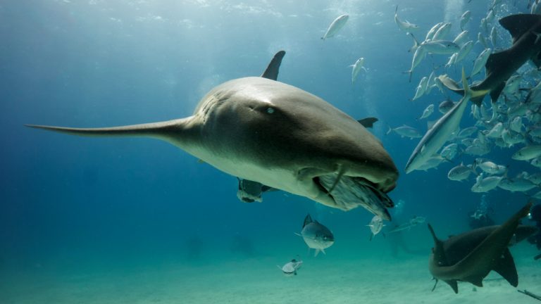 What Do Sharks Eat?