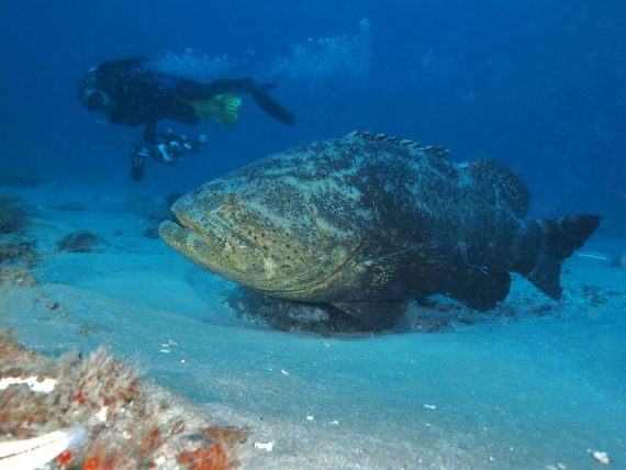 Are Goliath Grouper Endangered?