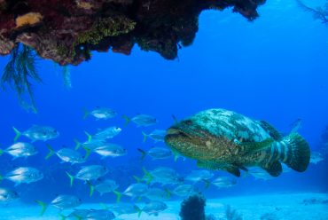 What's the Difference Between Grouper and Snapper?