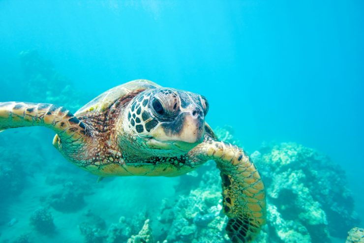 Are Sea Turtles Endangered? - American Oceans