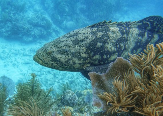 Biggest Grouper Ever Recorded - American Oceans