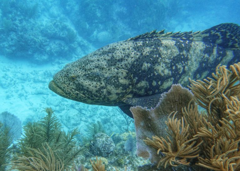 Biggest Grouper Ever Recorded - American Oceans