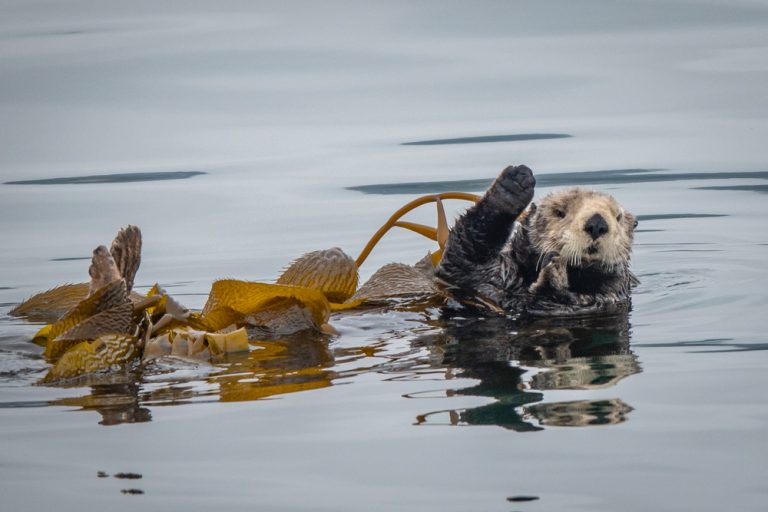 What Animals Live in Kelp Forests?