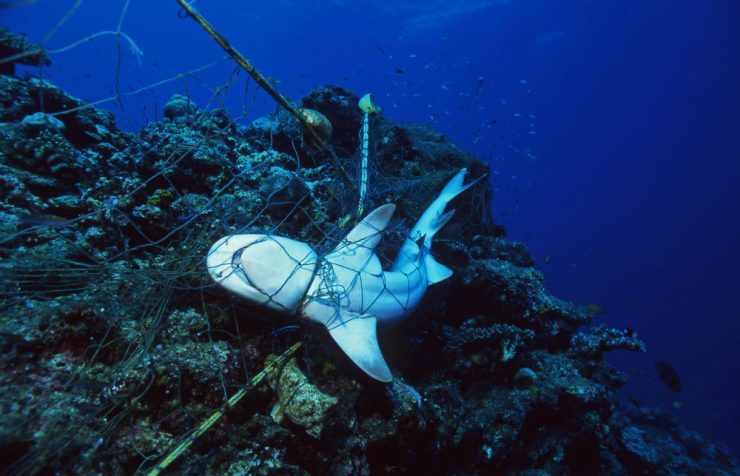 Lemon Shark Facts & Information Guide - American Oceans