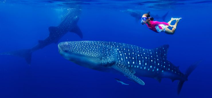 3 Species of Filter Feeding Sharks to Know