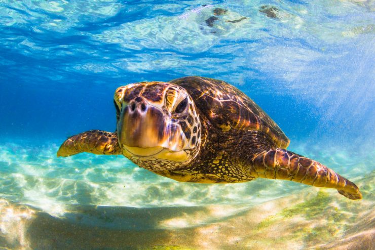 Are Sea Turtles Endangered? - American Oceans