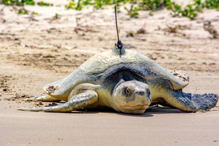 Most Endangered Sea Turtle