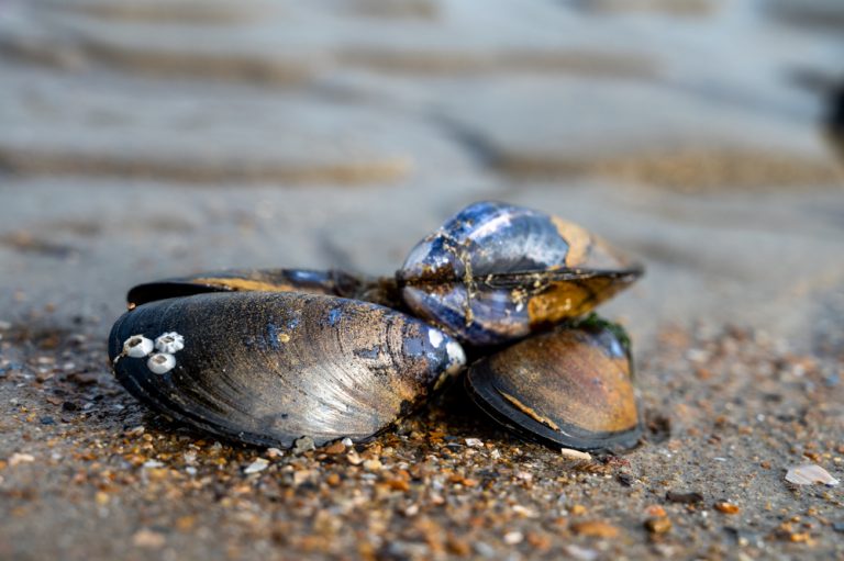 11 Types of Shellfish to Know