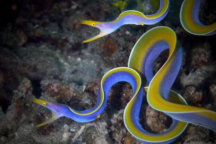 Are Eels Fish?