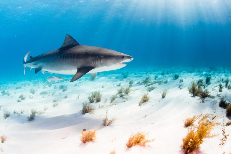 Are There Sharks in Bali?