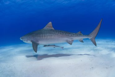 Great White Shark vs Tiger Shark - American Oceans