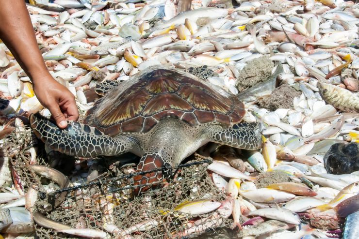 Are Sea Turtles Endangered? - American Oceans