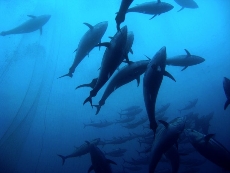 What's The Difference Between Atlantic Bluefin Tuna and Pacific Bluefin ...