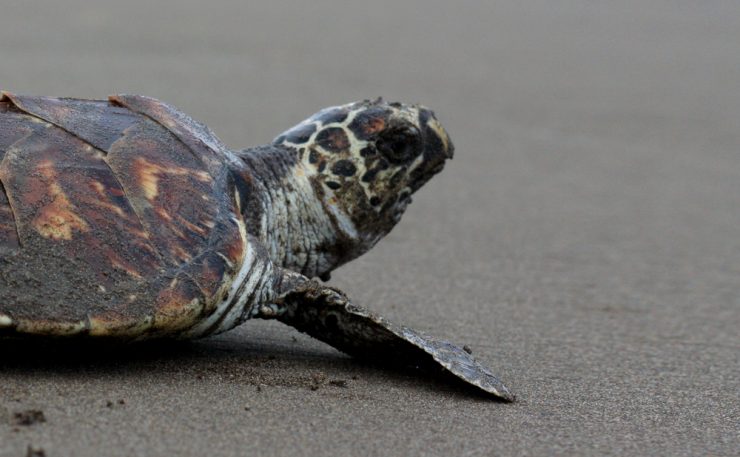 What is the Rarest Type of Sea Turtle?