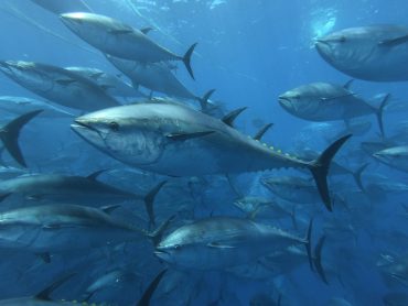 What Do Tuna Eat?