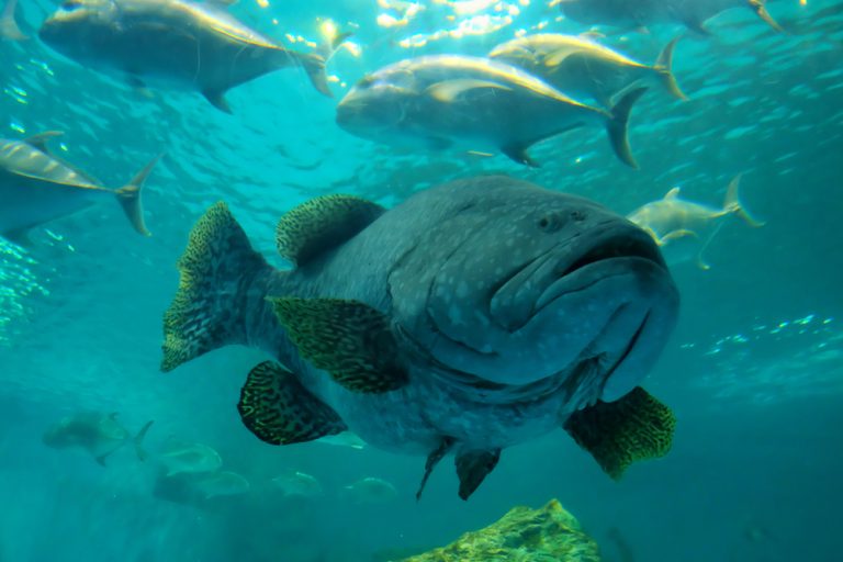 Average Lifespan of Goliath Grouper - American Oceans