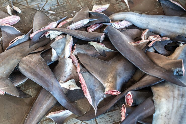 Number of Sharks Killed Per Year- American Oceans