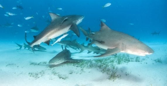 Lemon Shark Facts & Information Guide - American Oceans