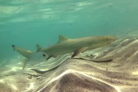 Lemon Shark Facts & Information Guide - American Oceans