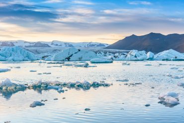 What Makes Polar Bears White