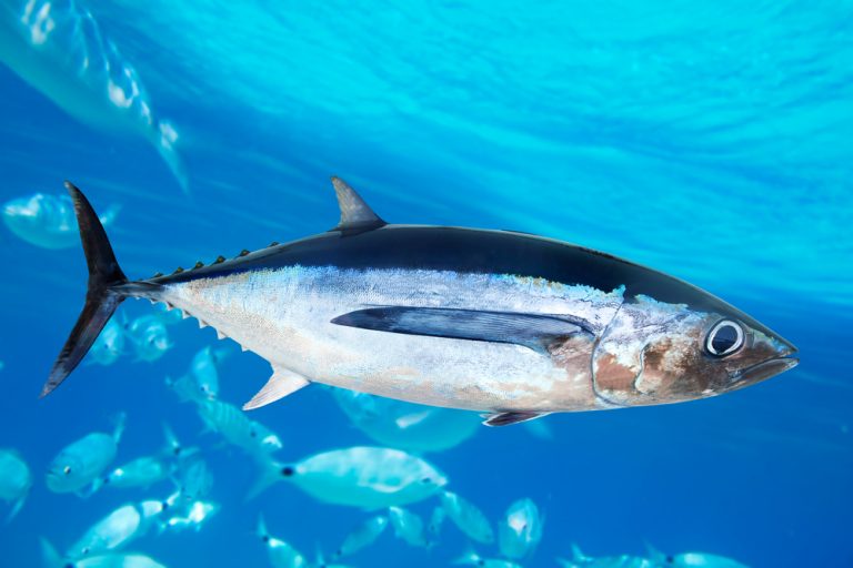 A Guide to the Different Types of Tuna - American Oceans
