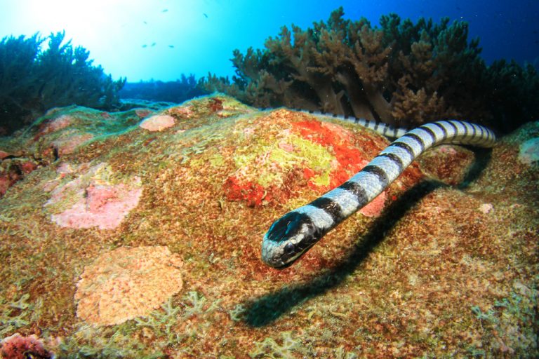Banded Sea Krait Fact & Information Guide - American Oceans