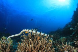 Banded Sea Krait Fact & Information Guide - American Oceans