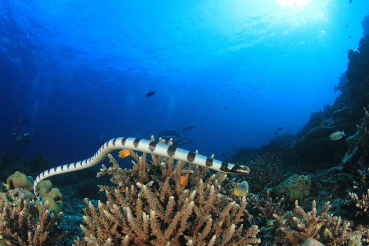 Banded Sea Krait Fact & Information Guide - American Oceans