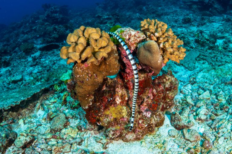 Banded Sea Krait Fact & Information Guide - American Oceans