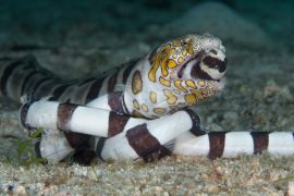 Banded Sea Krait Fact & Information Guide - American Oceans