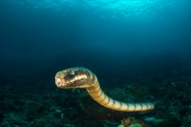 Banded Sea Krait Fact & Information Guide - American Oceans