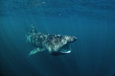Sharks in Greece