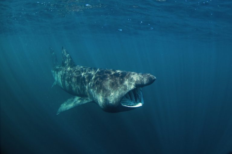 Sharks in Greece