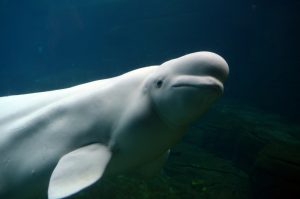 A Guide to the Different Types of Whales - American Oceans