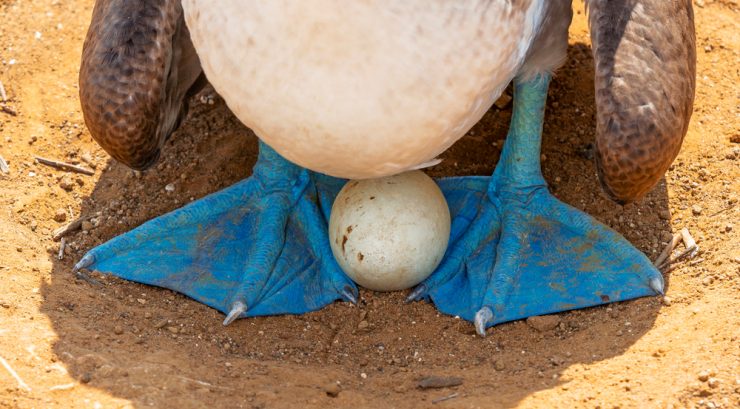 Is the Blue-Footed Booby Extinct? - American Oceans