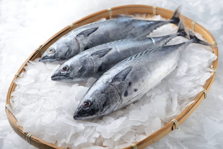A Guide to the Different Types of Tuna - American Oceans